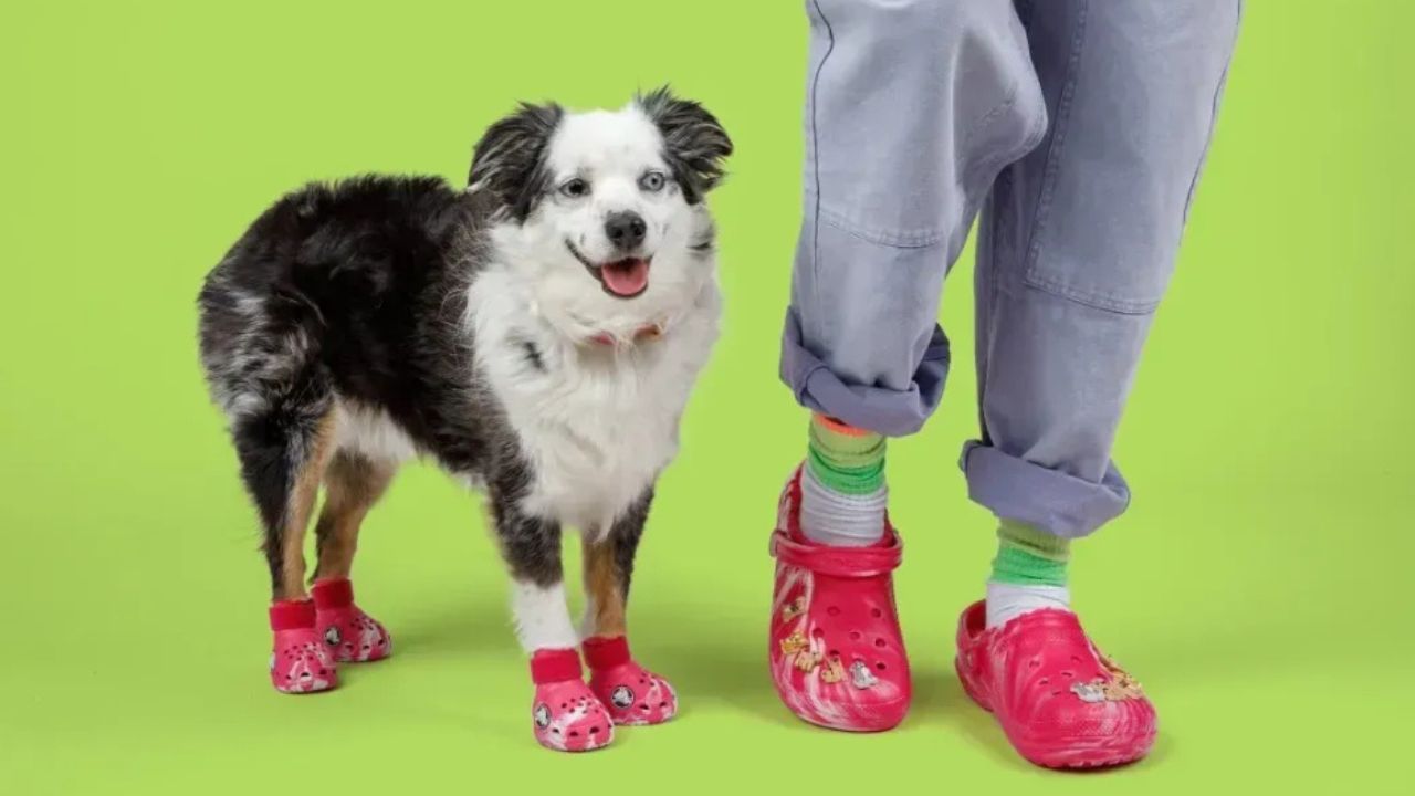 Crocs lança linha de calçados para cães em edição limitada - Moda ...